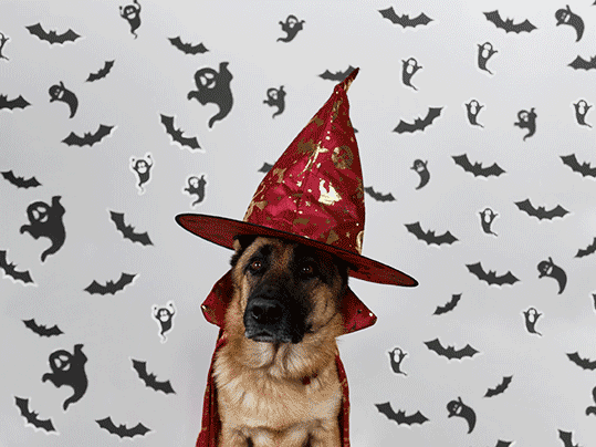 Halloween – Dork Diaries